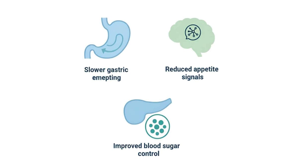 How Wegovy Works | The Complete Guide to Semaglutide